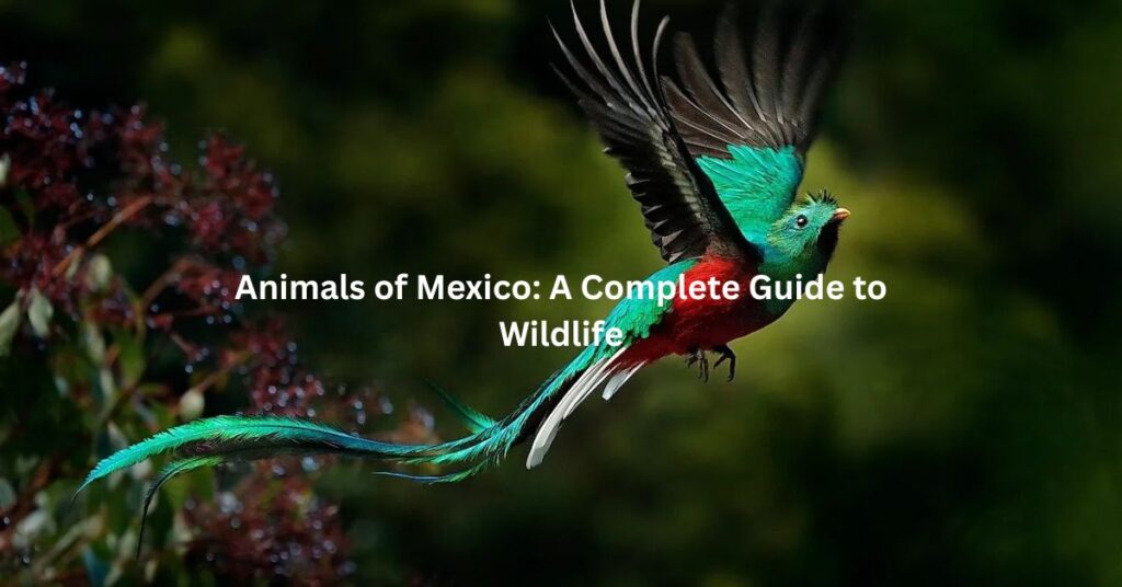 Animals of Mexico: A Complete Guide to Wildlife - thewildlifecore.com