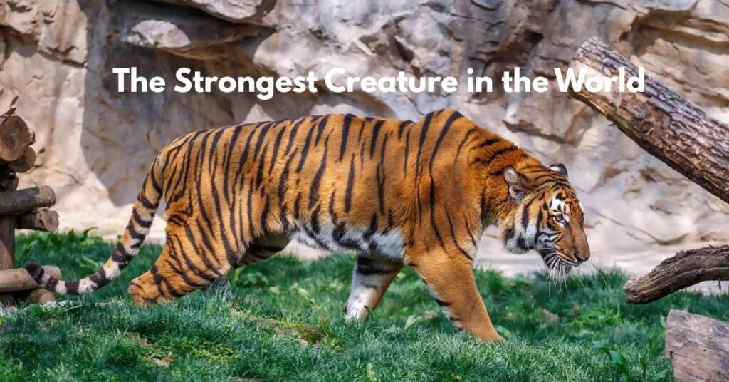 The Strongest Creature in the World - thewildlifecore.com