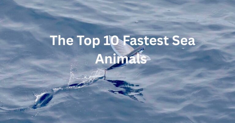 The Top 10 Fastest Sea Animals - thewildlifecore.com