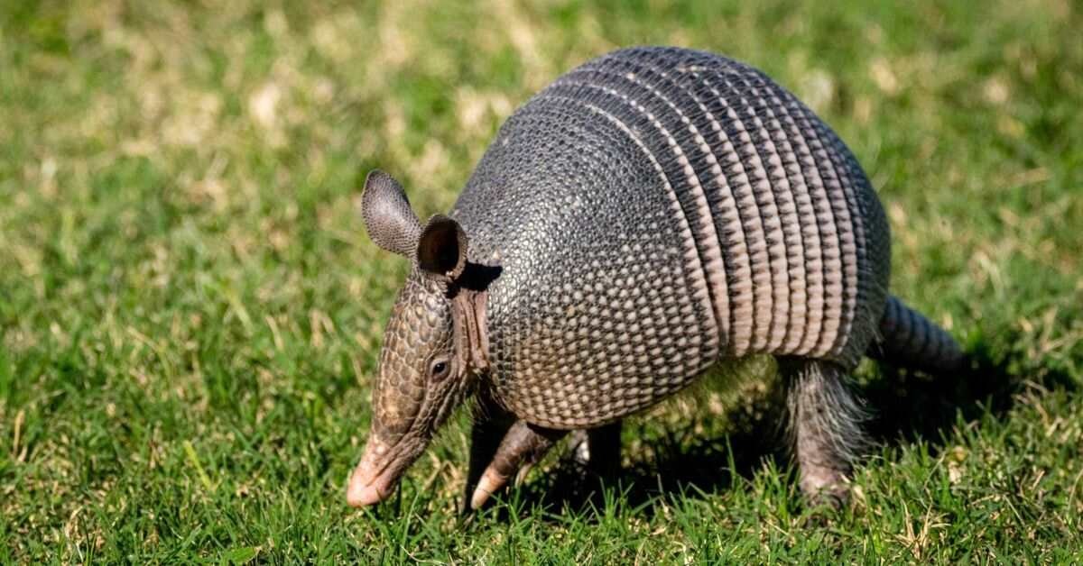 Animals of Mexico: A Complete Guide to Wildlife - thewildlifecore.com