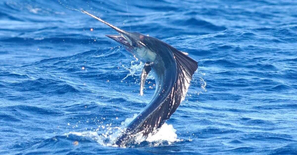 The Top 10 Fastest Sea Animals - thewildlifecore.com