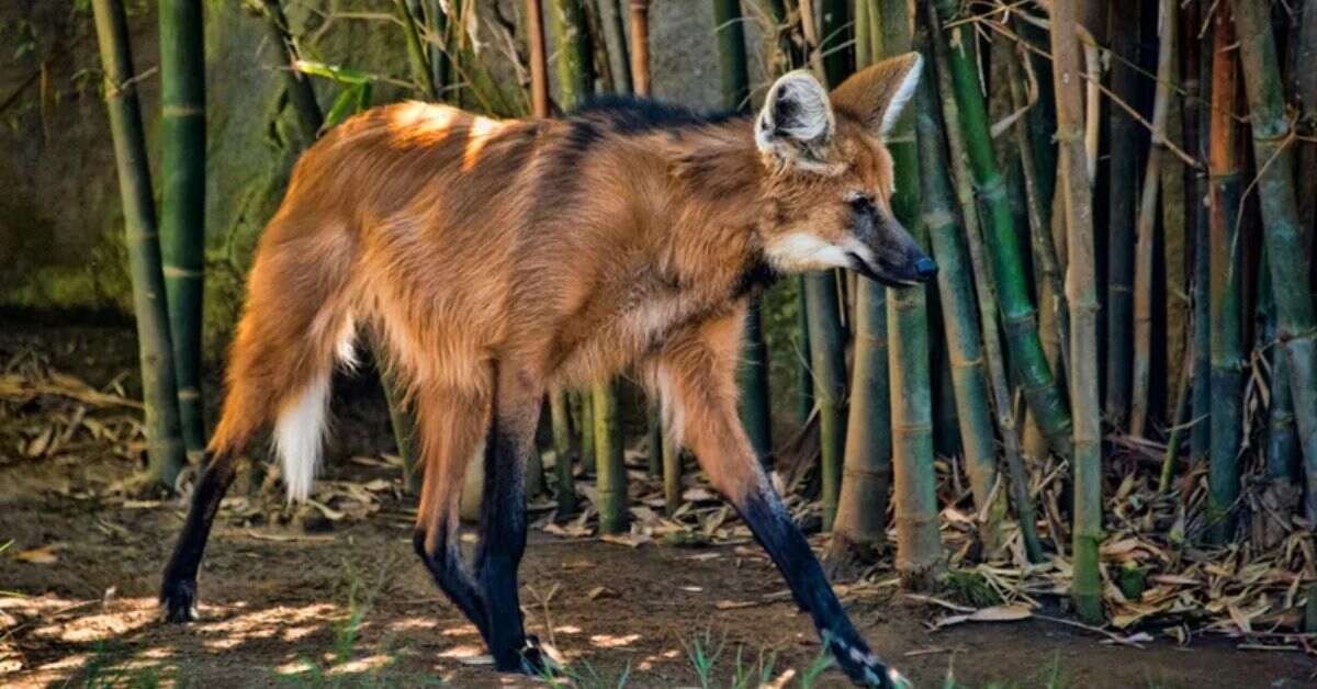 Maned Wolf Next To Human - thewildlifecore.com