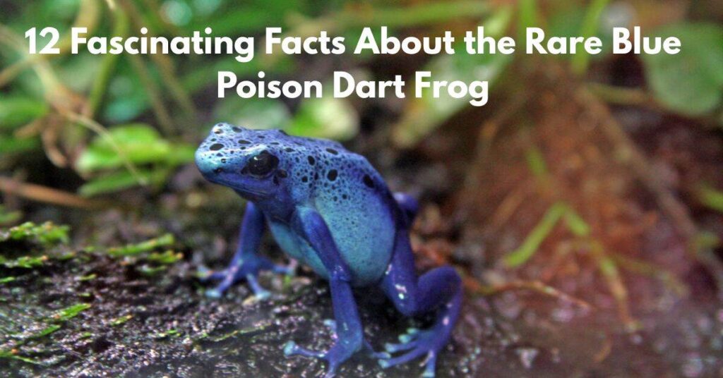 12 Fascinating Facts About the Rare Blue Poison Dart Frog ...