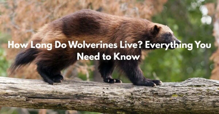 How Long Do Wolverines Live? Everything You Need to Know