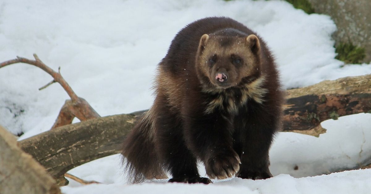 How Long Do Wolverines Live? Everything You Need to Know
