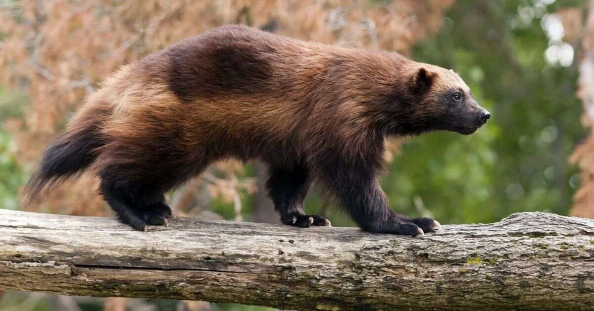 How Long Do Wolverines Live? Everything You Need to Know