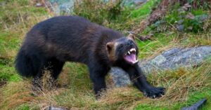 How Long Do Wolverines Live? Everything You Need to Know