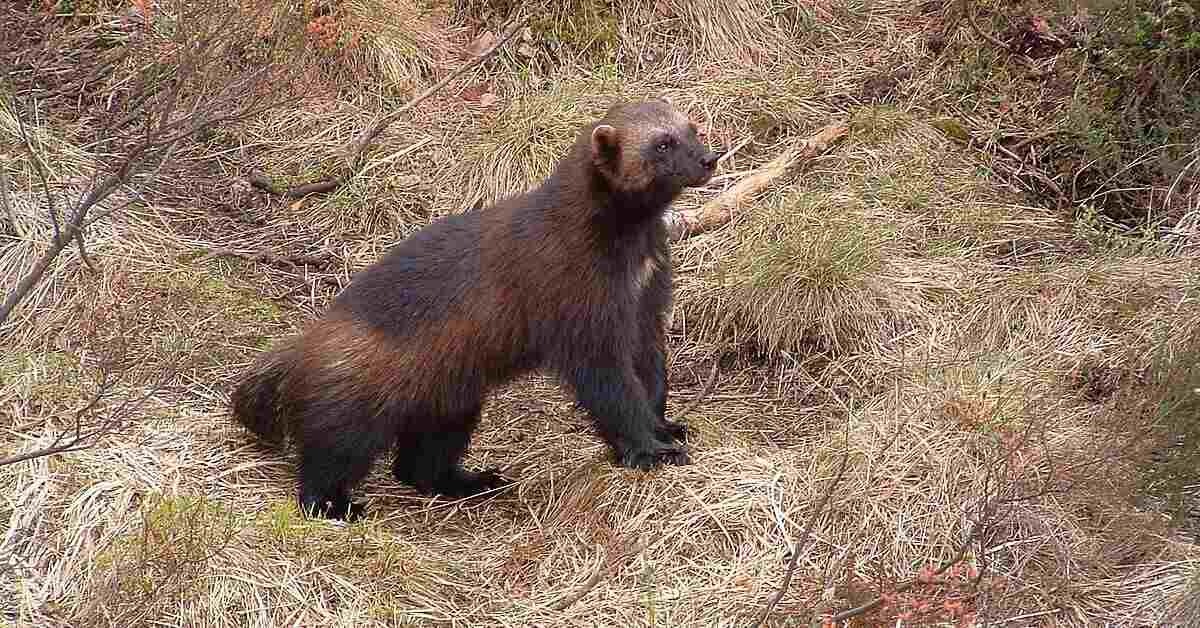 How Long Do Wolverines Live? Everything You Need to Know