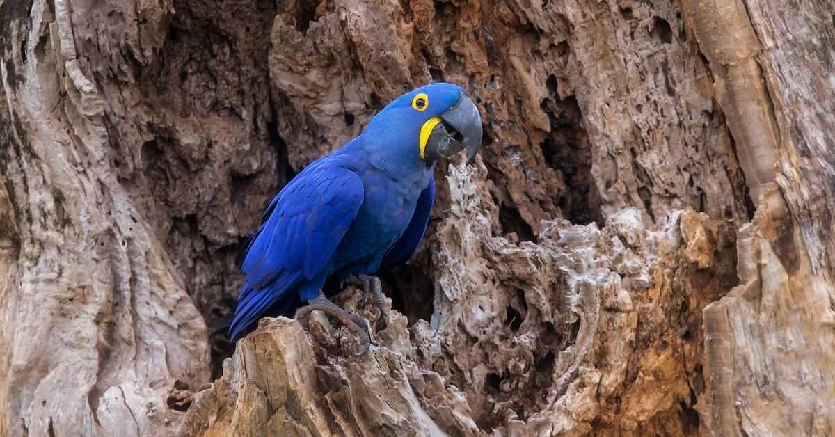 Brazil Wildlife Animals