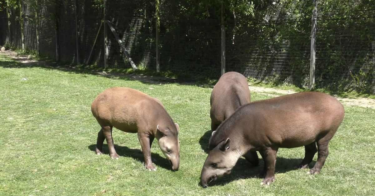 Brazil Wildlife Animals