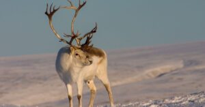 Animal European Wildlife: A Complete Guide to Europe’s Animals