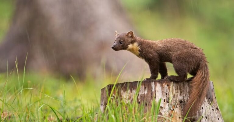 Animal European Wildlife: A Complete Guide to Europe’s Animals