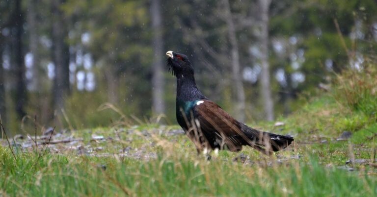 Animal European Wildlife: A Complete Guide to Europe’s Animals