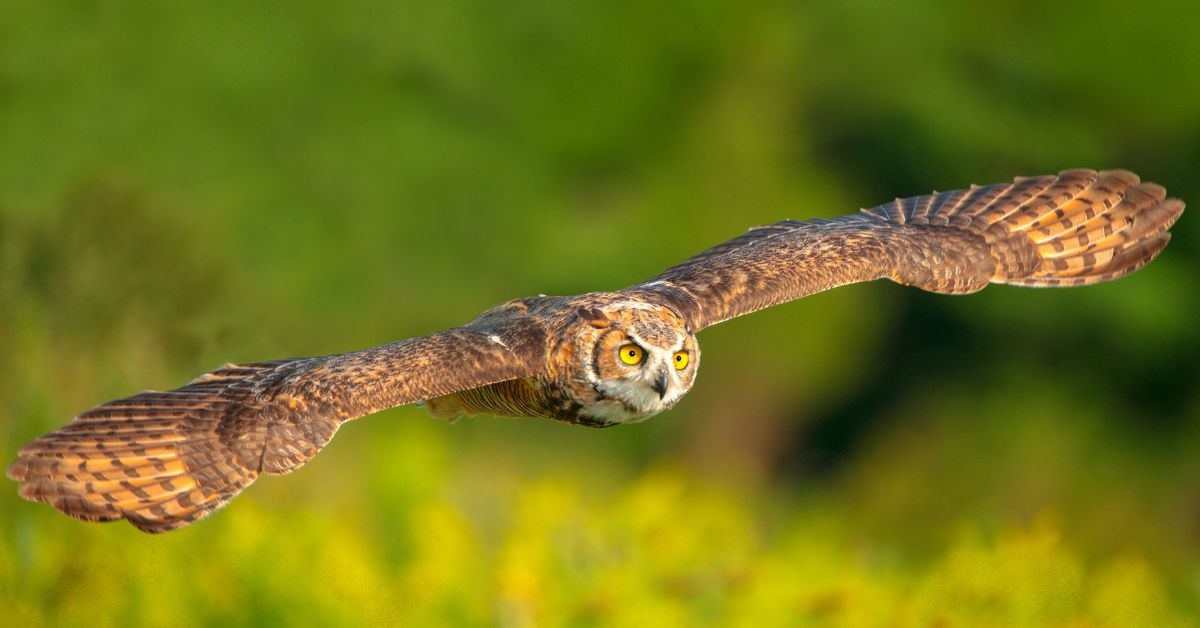 Animal European Wildlife: A Complete Guide to Europe’s Animals
