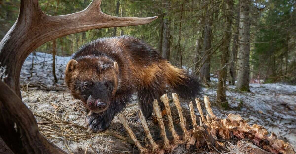 Animal European Wildlife: A Complete Guide to Europe’s Animals