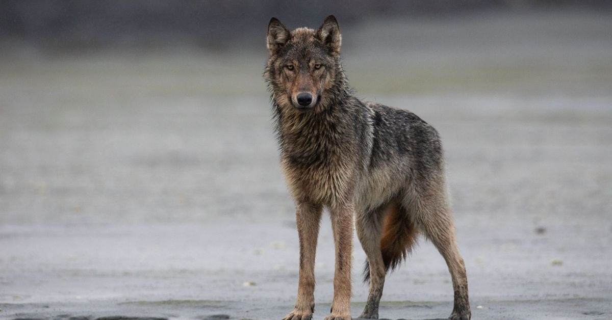 Animal European Wildlife: A Complete Guide to Europe’s Animals