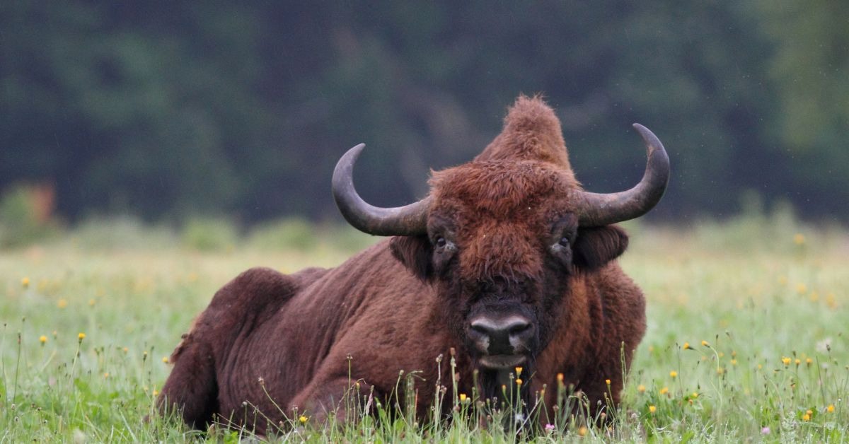 Animal European Wildlife: A Complete Guide to Europe’s Animals