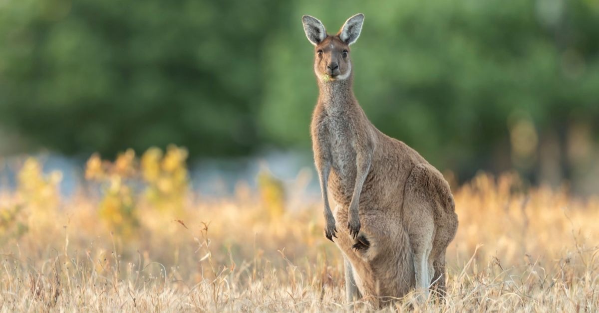 Wallaby vs Kangaroo Difference: Complete Guide