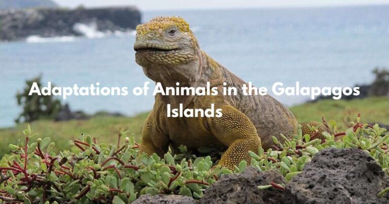 Adaptations of Animals in the Galapagos Islands