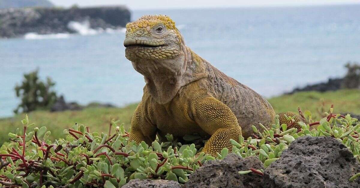 Adaptations of Animals in the Galapagos Islands